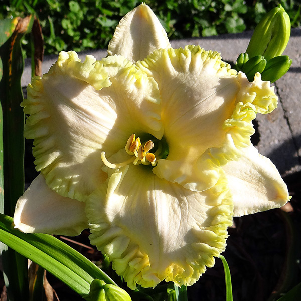 Registered Daylilies